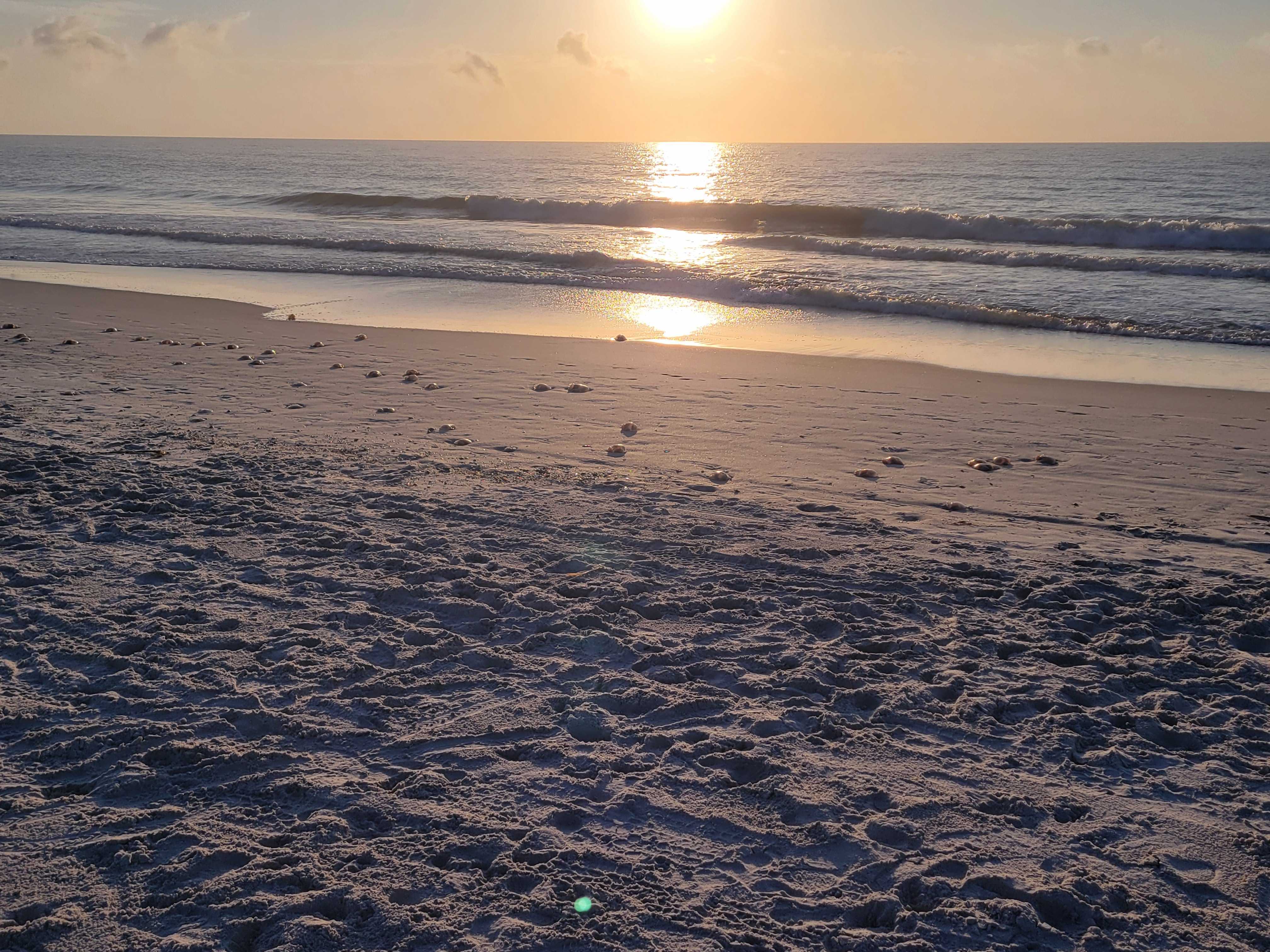 Cannonball jellyfish invade Amelia Island | News-Leader, Fernandina ...