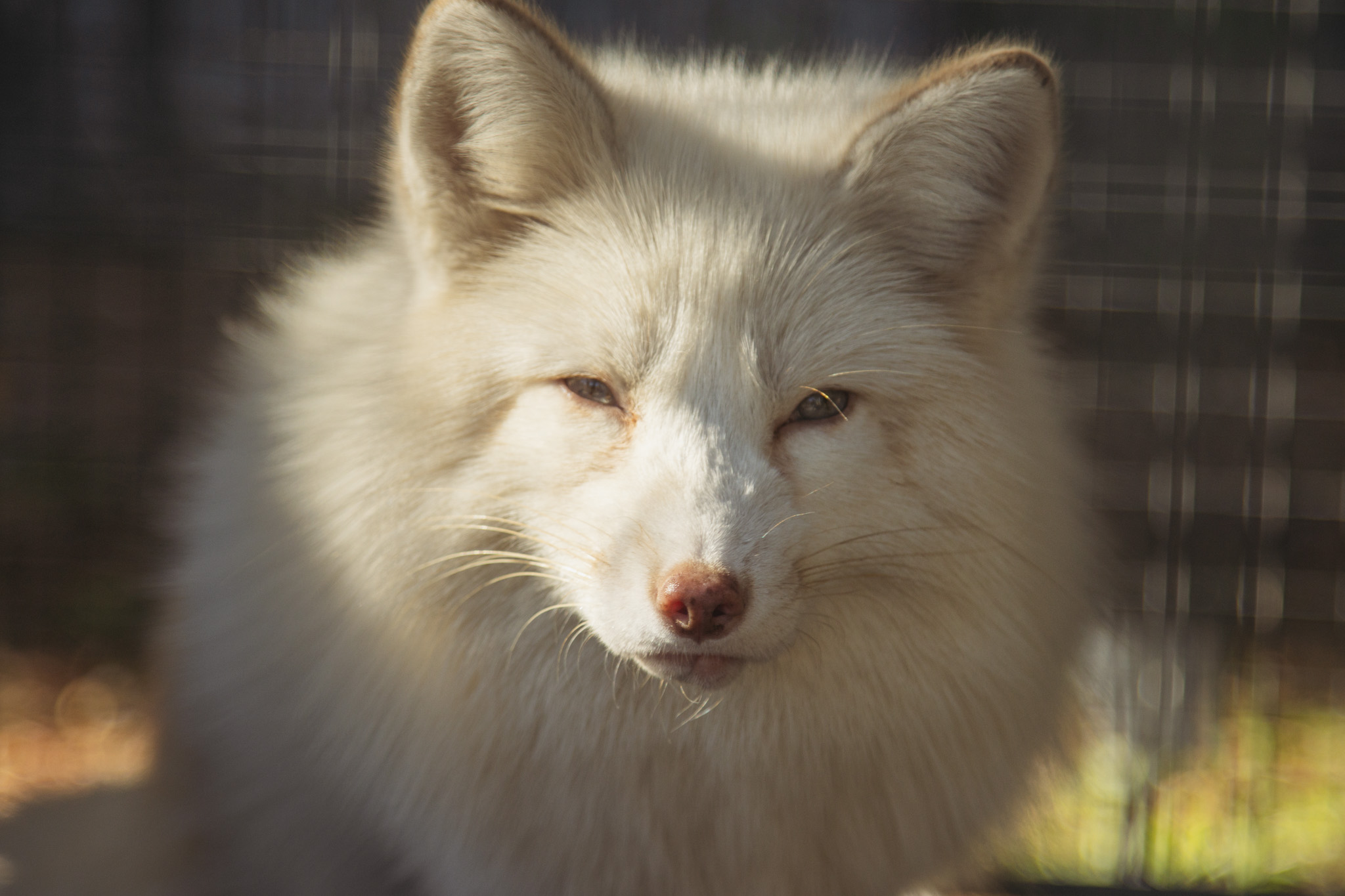 Flash for Foxes: Second annual flash tattoo event to benefit local fox ...