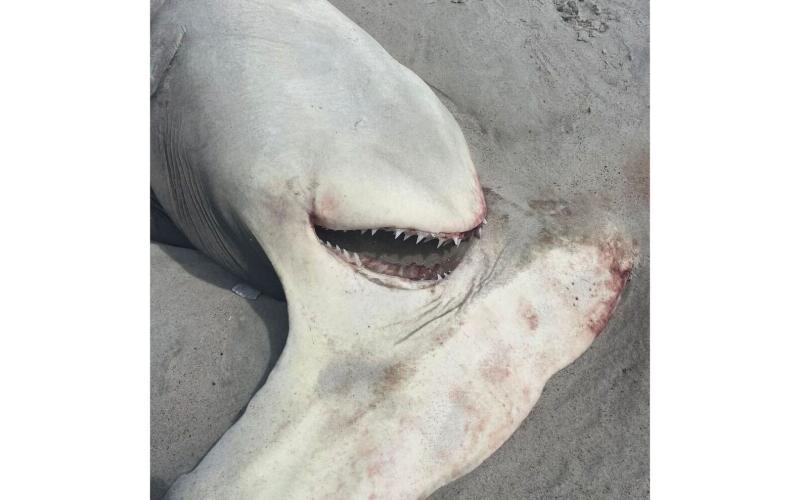 Hammerhead goes missing | News-Leader, Fernandina Beach Florida