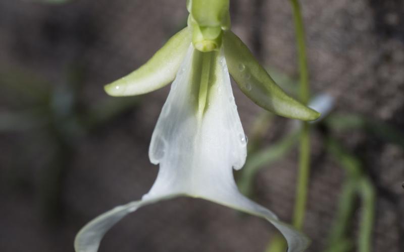 Marvelous adaptations – the orchid | News-Leader, Fernandina Beach Florida